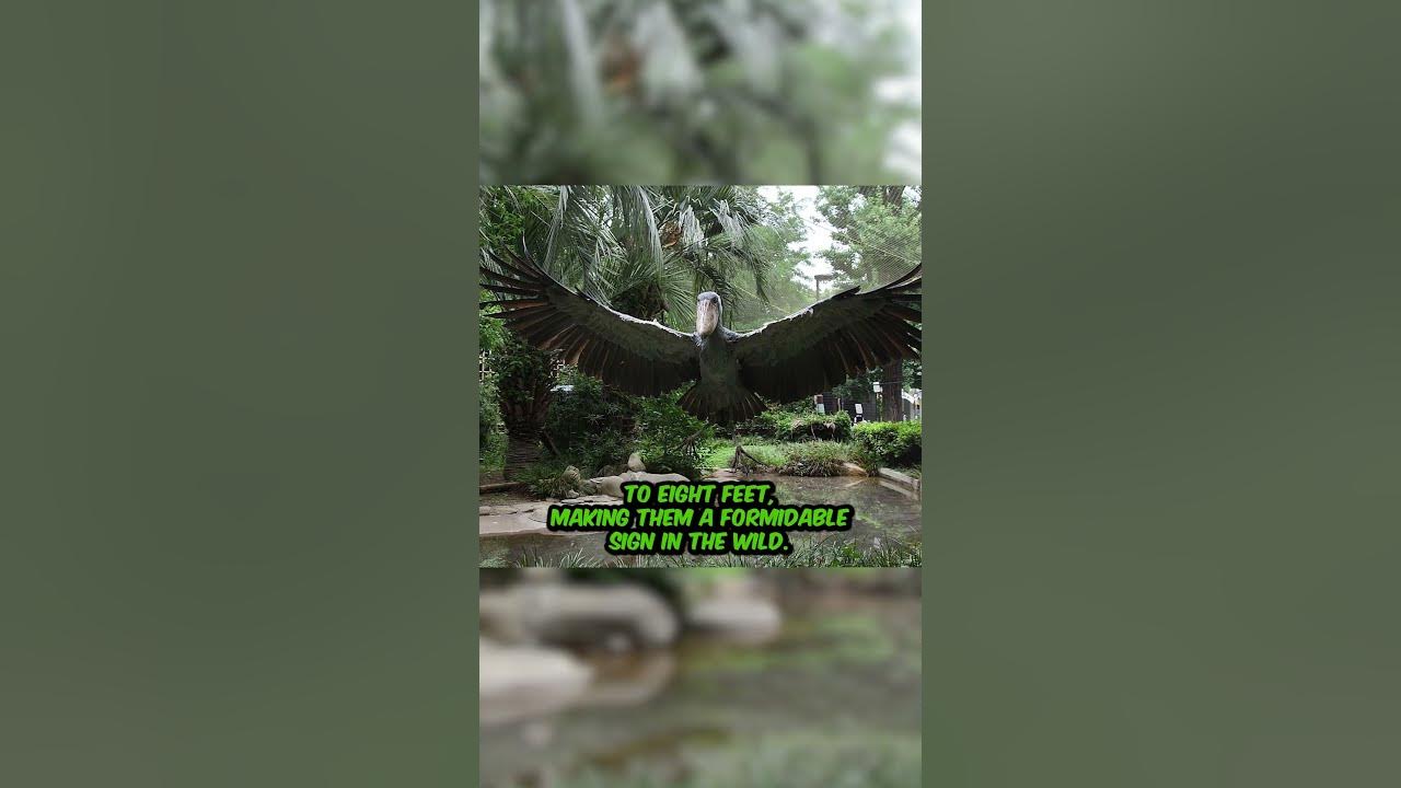 Prehistoric looking bird - SHOEBILL STORK - YouTube
