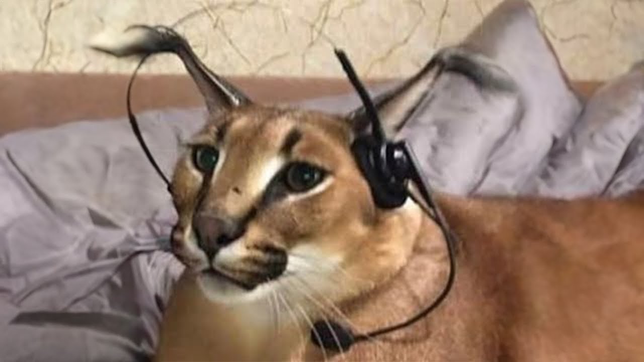 Top 5 Floppa - YouTube