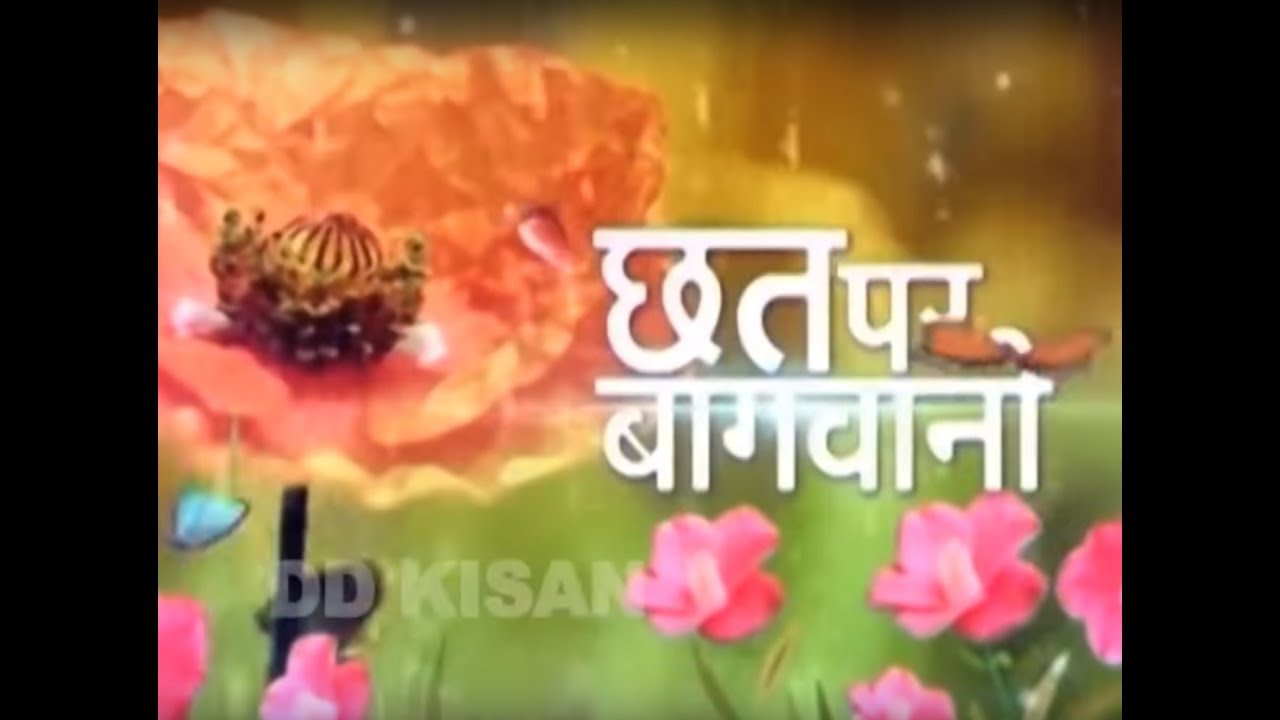 Chatt Par Baghwani - Make your own Planters by Reena Suri - YouTube