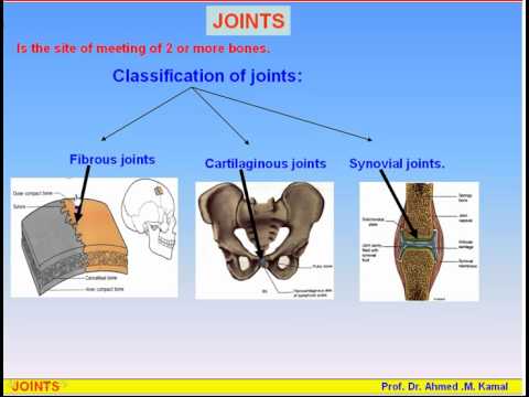 07-Joints_01-Classifications of Joints (Anatomy Intro Dr Ahmed Kamal ...