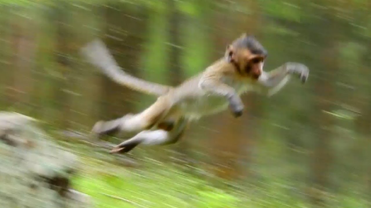 OMG.. Jazzy Monkey Jump Fly By Temper Jane Monkey Leaving Her Alone ...