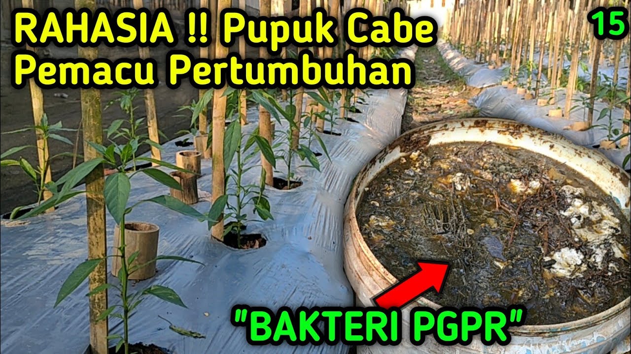 Pupuk Cabe Terbaik Masa Vegetatif Menggunakan PGPR - YouTube