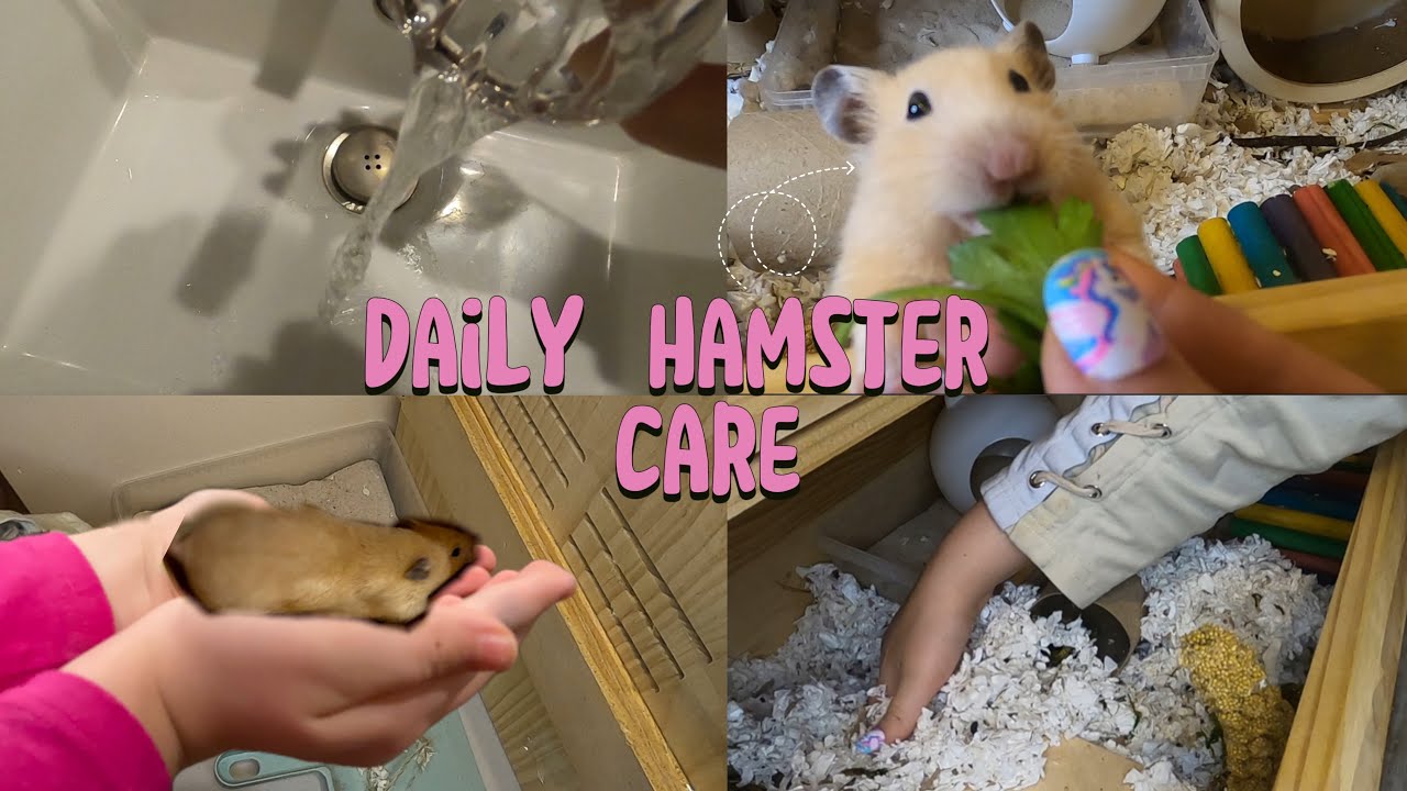 Our nightly hamster routine - YouTube