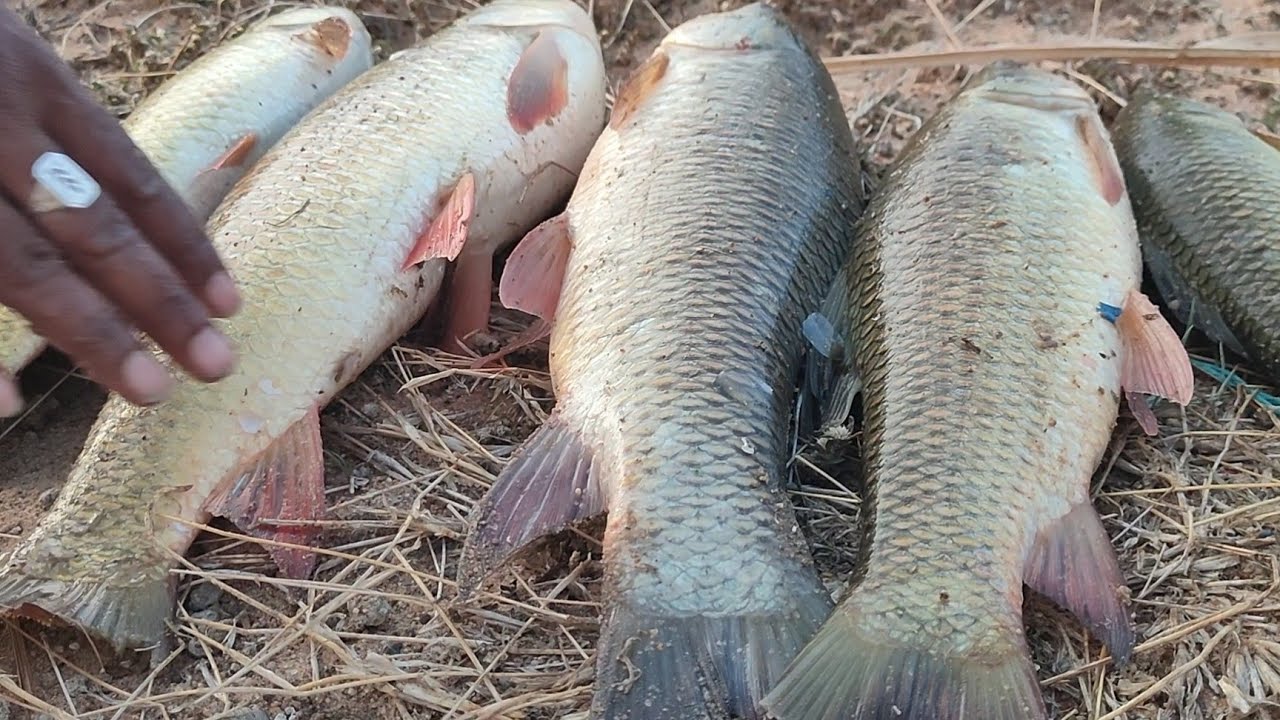 Raho fish Singh Ka shikar best shikar village fishing Hyderabad - YouTube