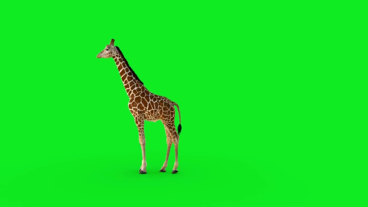 giraffe green screen | chroma key | green screen | vfx - YouTube