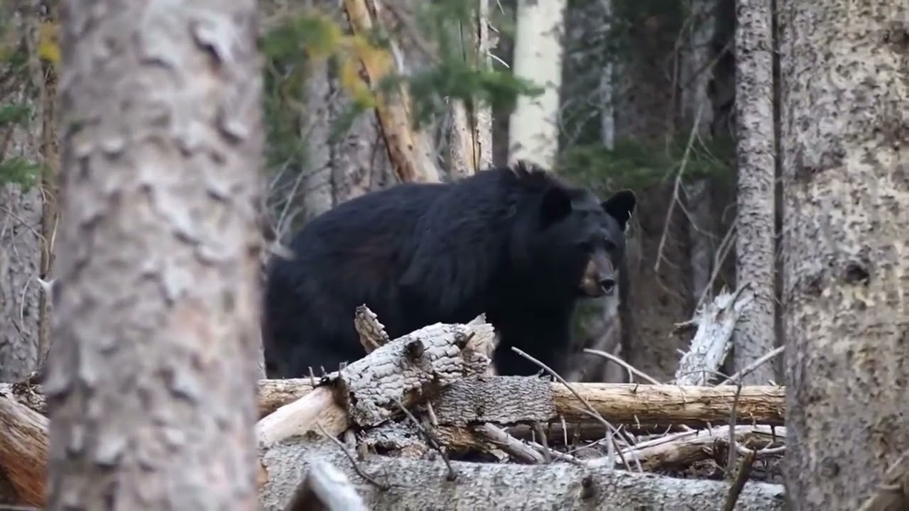 BLACK BEAR RAMPAGE of 1997 | Chilling Tales - YouTube