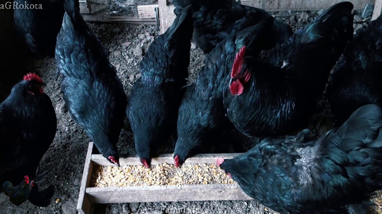 Australorps black Chickens eating food / aGRokota - YouTube