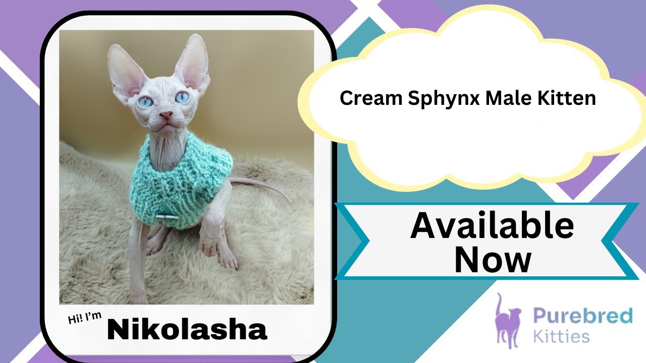 Nikolasha Cream Sphynx Male Kitten Available Now | Purebred Kitties ...