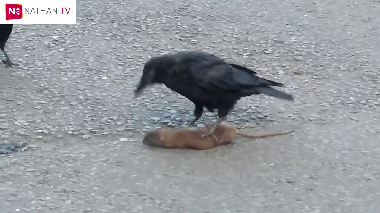 i have never seen a crow eat a rat have you ? - YouTube