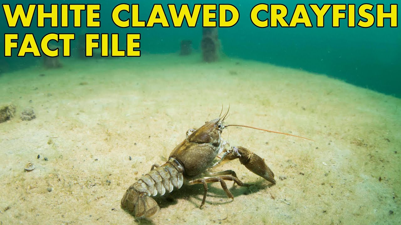 Baby Crayfish Facts