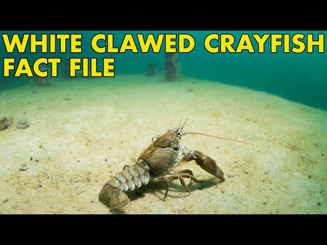 Yellow Crayfish