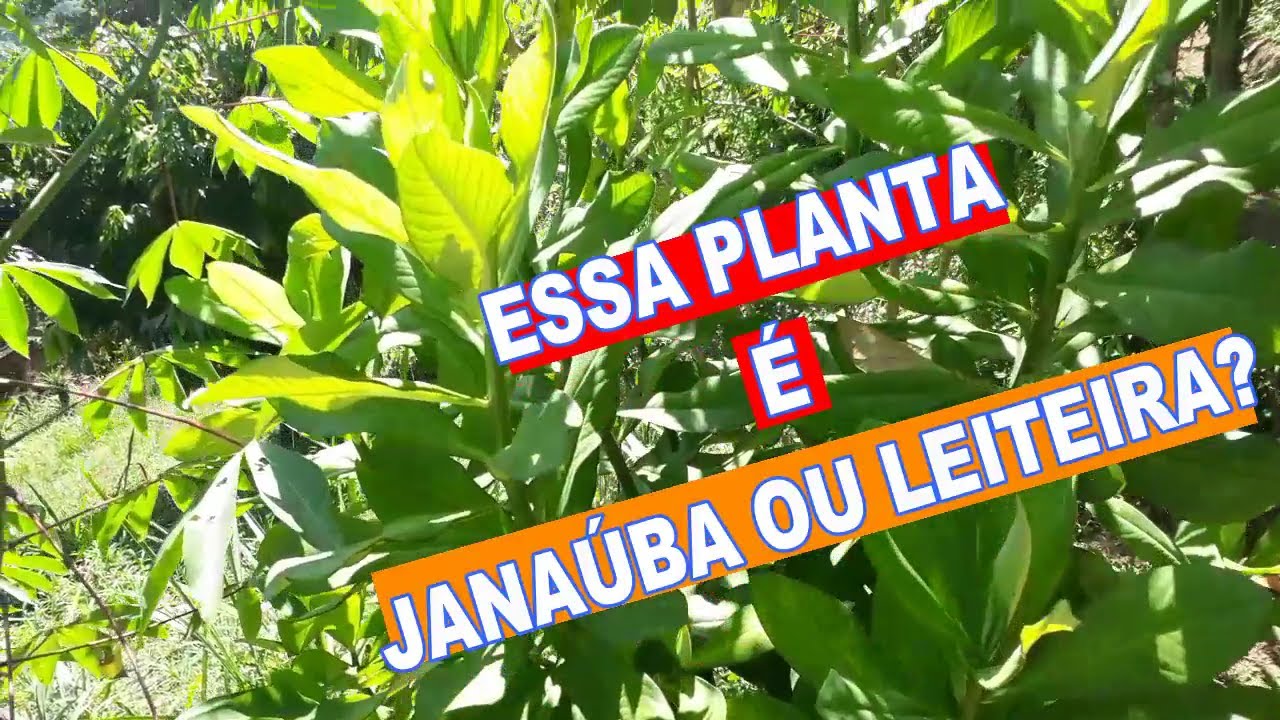 como saber se é leiteira ou janauba Americo Brazil informa - YouTube