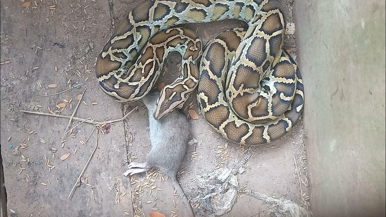 tran đất - YouTube