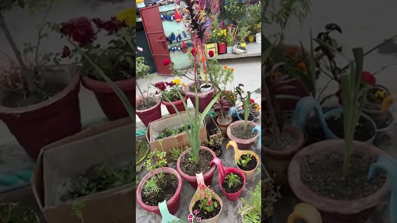 Manu ki sweet garden is live - YouTube