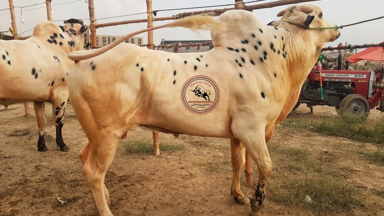 Heavy Dhani Bull at Islamabad Mandi 2019 | MashaAllah | 🔥 - YouTube