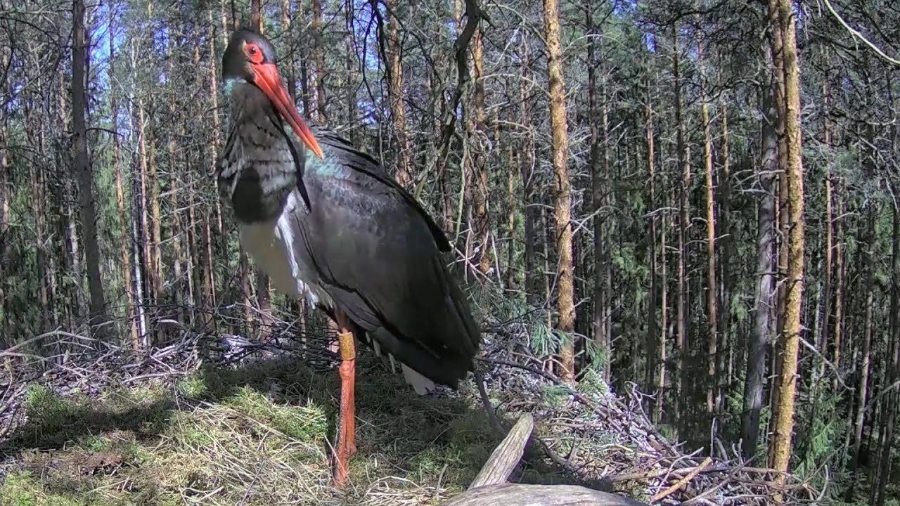 Must-toonekurg~Welcome back Kaia 🥳🎉🥰~2:26 PM 2023/04/20 - YouTube