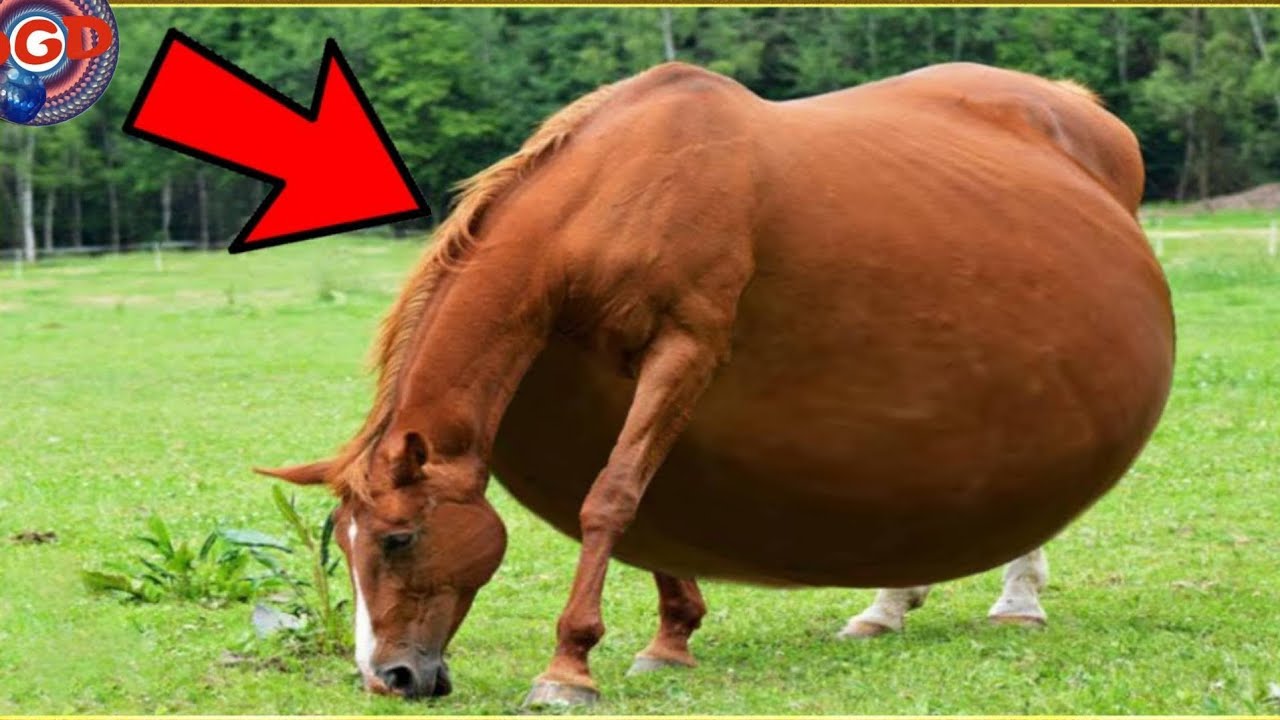 दुनिया के सबसे मोटे जानवर || Fattest Animals in the World - YouTube