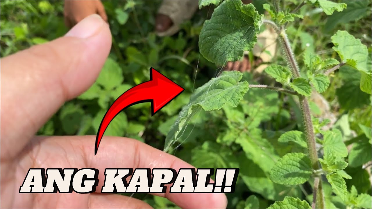 Ang kakapal ng sapot , solid din gagamba | spider hunt - YouTube
