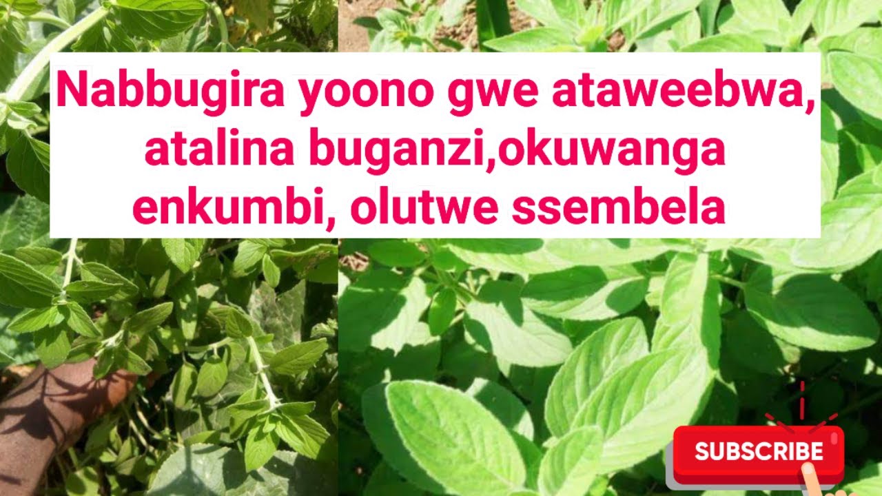 Nabbugira yono gwe omufumbo atalina buganzi, ayagala okuwanga enkumbi ...