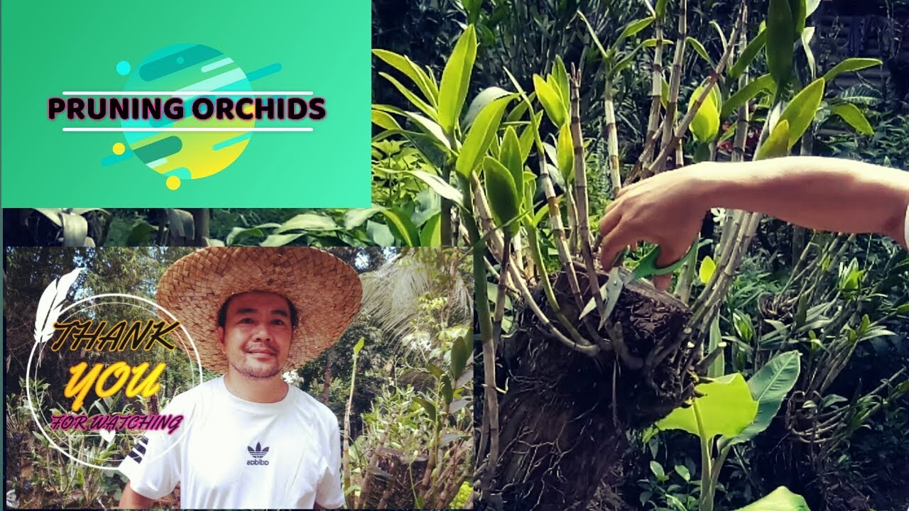 DENDROBIUM ORCHIDS: WHY PRUNING IS SO IMPORTANT | DENDROVLOGS ...