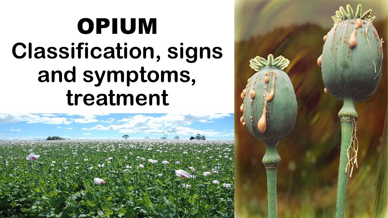 OPIUM- Classification, signs & symptoms, treatment - YouTube