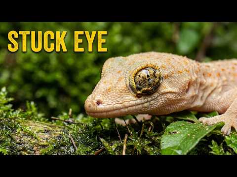 Baby Gecko Can't Open Its Eye.