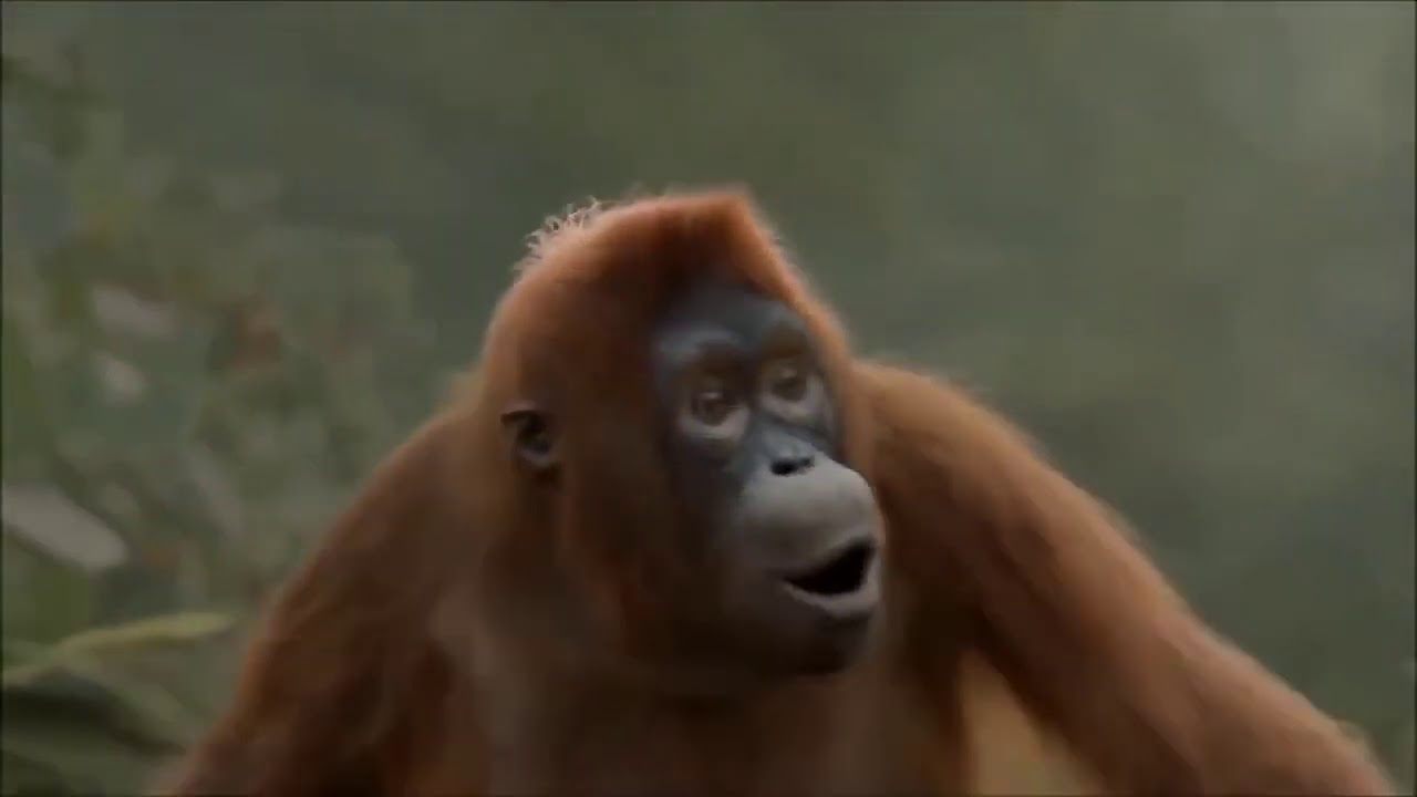 Monkey - Edit - YouTube