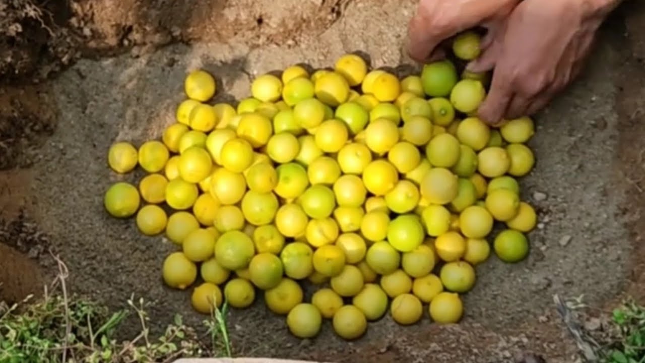 Preservation of Lemon for long Time l Natural Lemon Preservation नींबू ...
