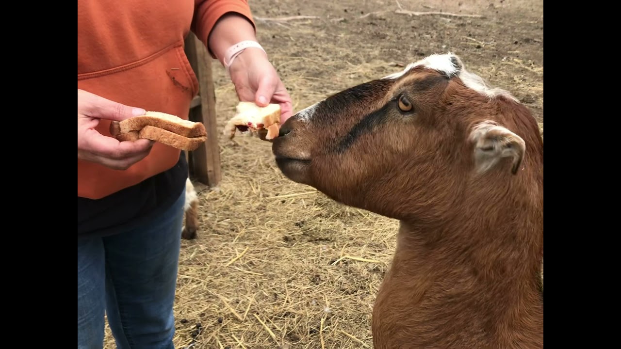 Merry Pigmas Celebration - YouTube