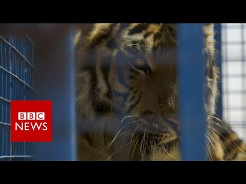 Aleppo zoo animals rescued and taken to Turkey- BBC News