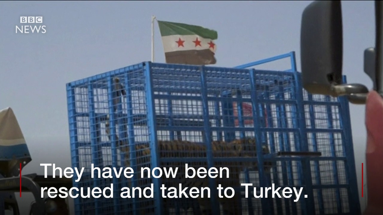 Aleppo zoo animals rescued and taken to Turkey- BBC News - YouTube