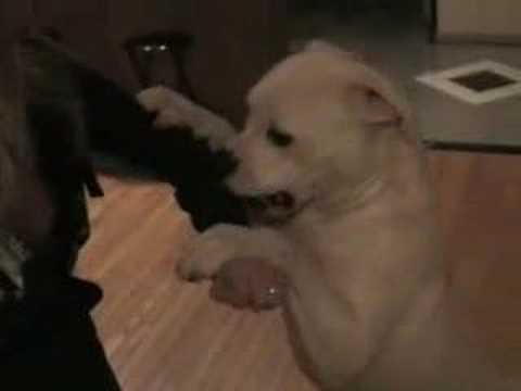 american bulldog attack - YouTube