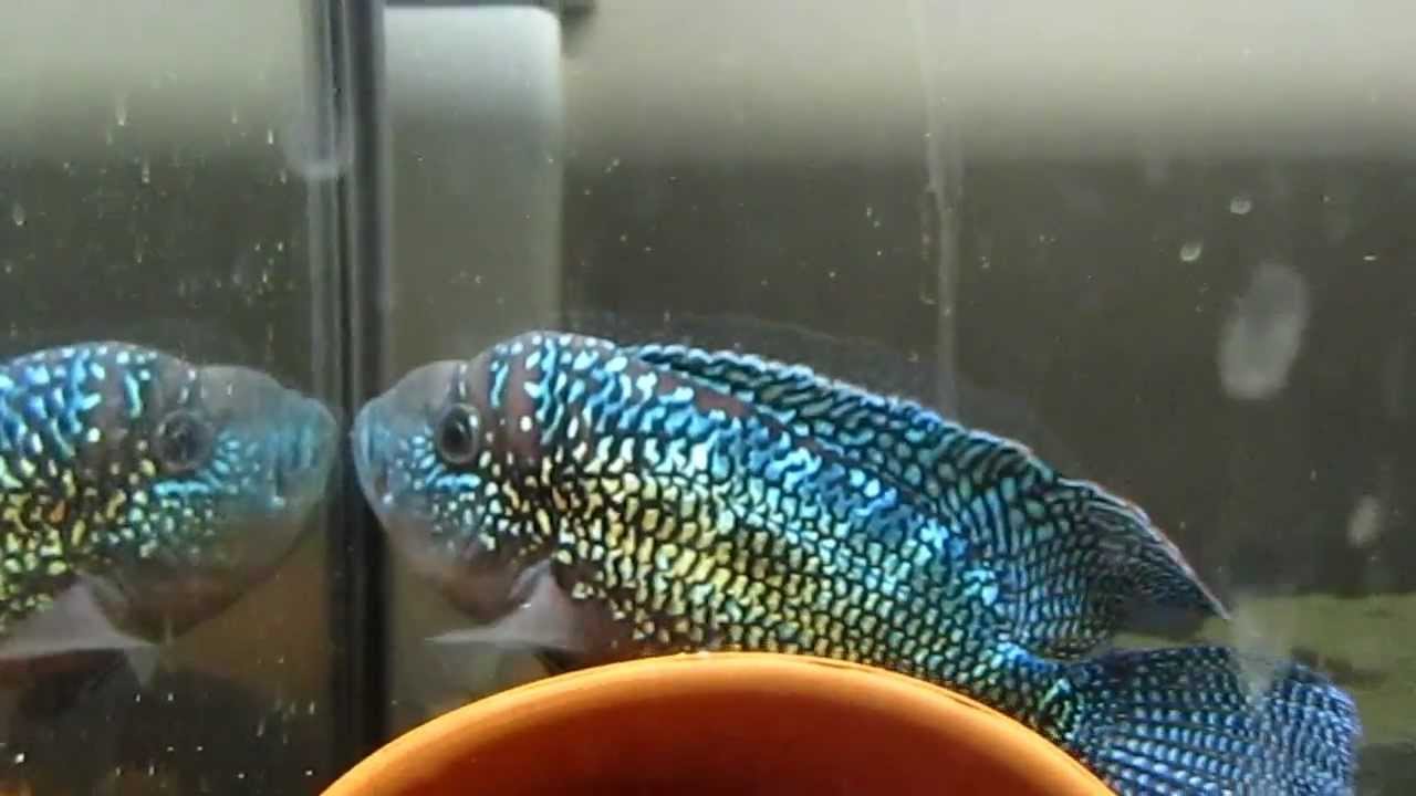 Blue Gene Jack Dempsey