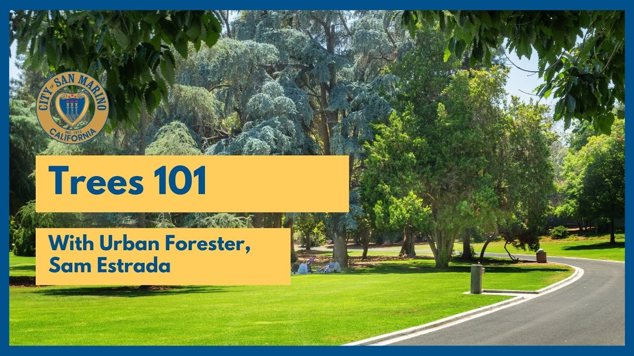 Trees 101 with Urban Forester, Sam Estrada - YouTube