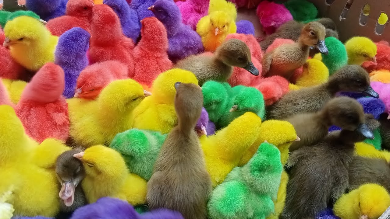 very funny! This little duck is playing with colorful balls ( part 652 ...