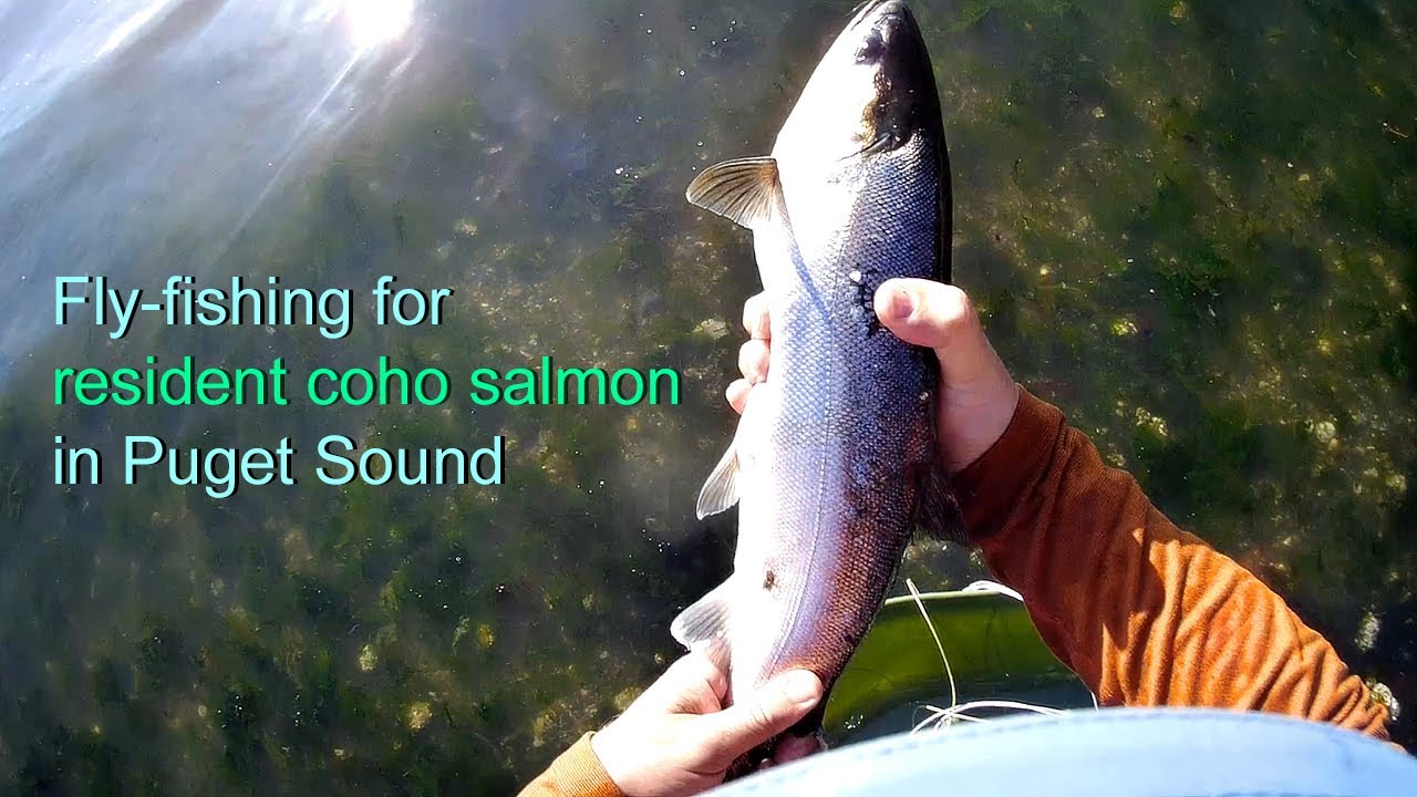 Fly fishing for resident coho salmon in Puget Sound - YouTube