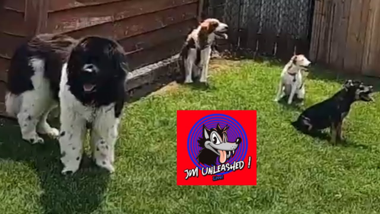 4 Dogs! Minnie, Theo, Bo & Ruby! - YouTube