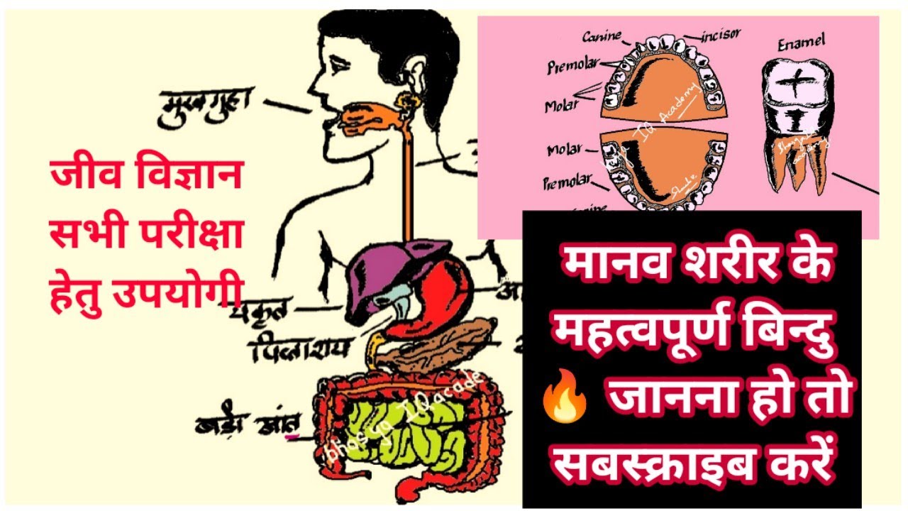 biology class 1 | system of human body | teeth and their functions | hindi | sharad verma sir ...