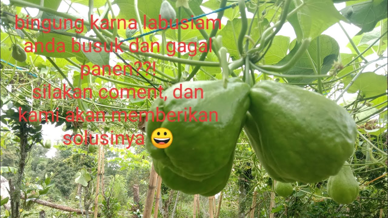 cara mencegah labu siam supaya tidak busuk di musim hujan - YouTube