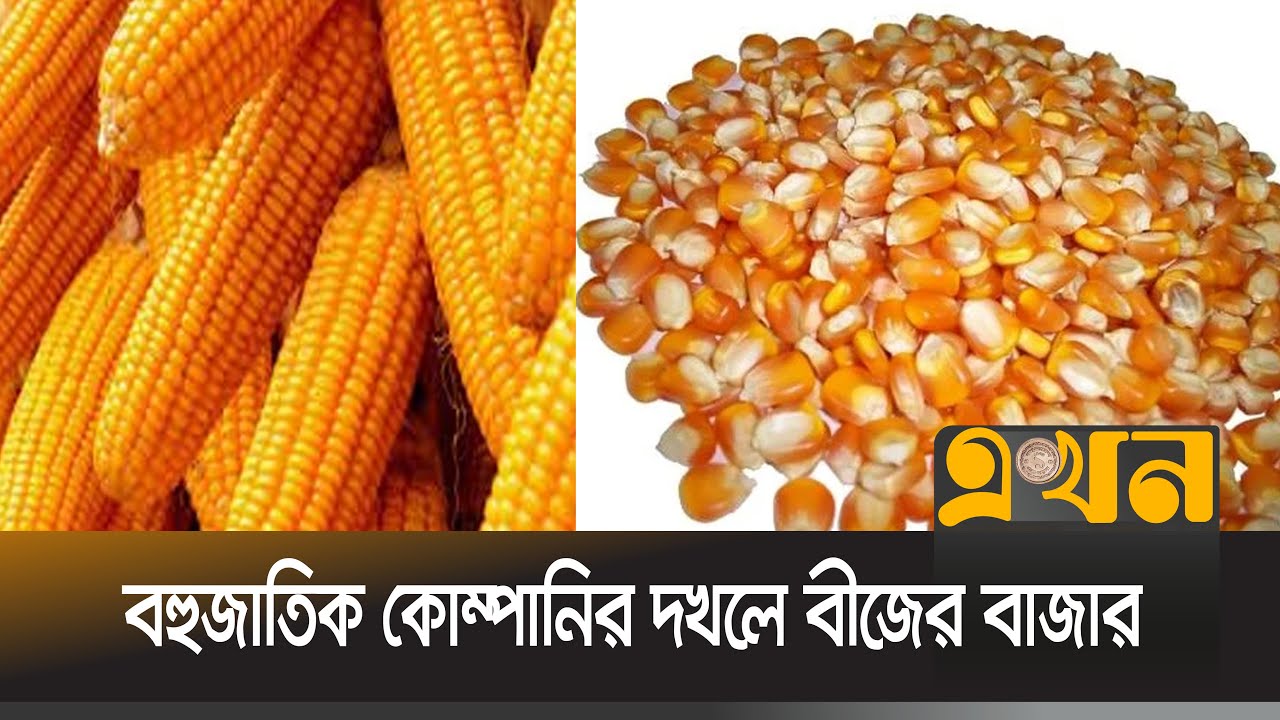 দেশে ভুট্টা বীজের ৯৮ শতাংশই আমদানি নির্ভর | Vutta Seed | Seed Market ...