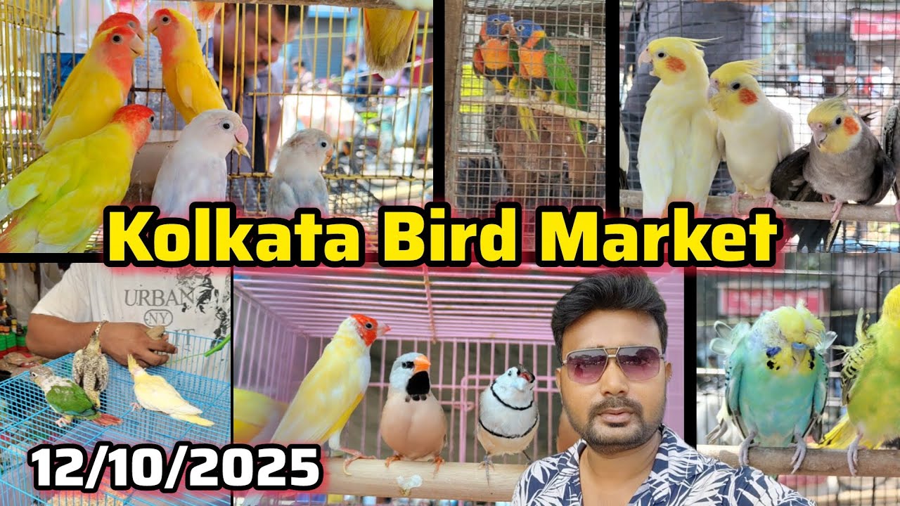 অক্টোবর মাসে পাখির Update | Kolkata Bird Market | All Exotic Bird ...