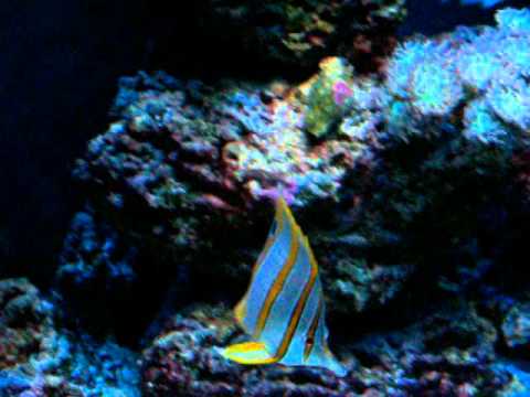 new purple tang with a copperband butterfly fish - YouTube