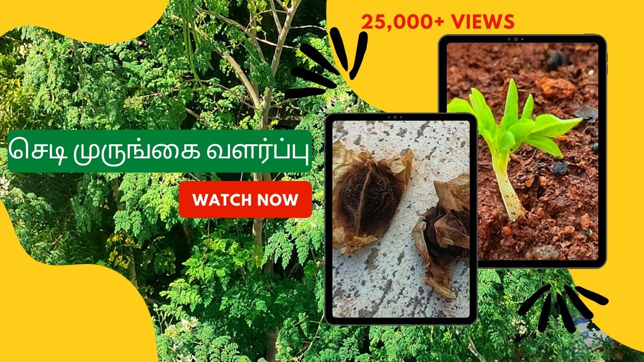 முருங்கை மரம் விதையில் இருந்து வளர்ப்பது எப்படி? Murungai (Drumstick ...
