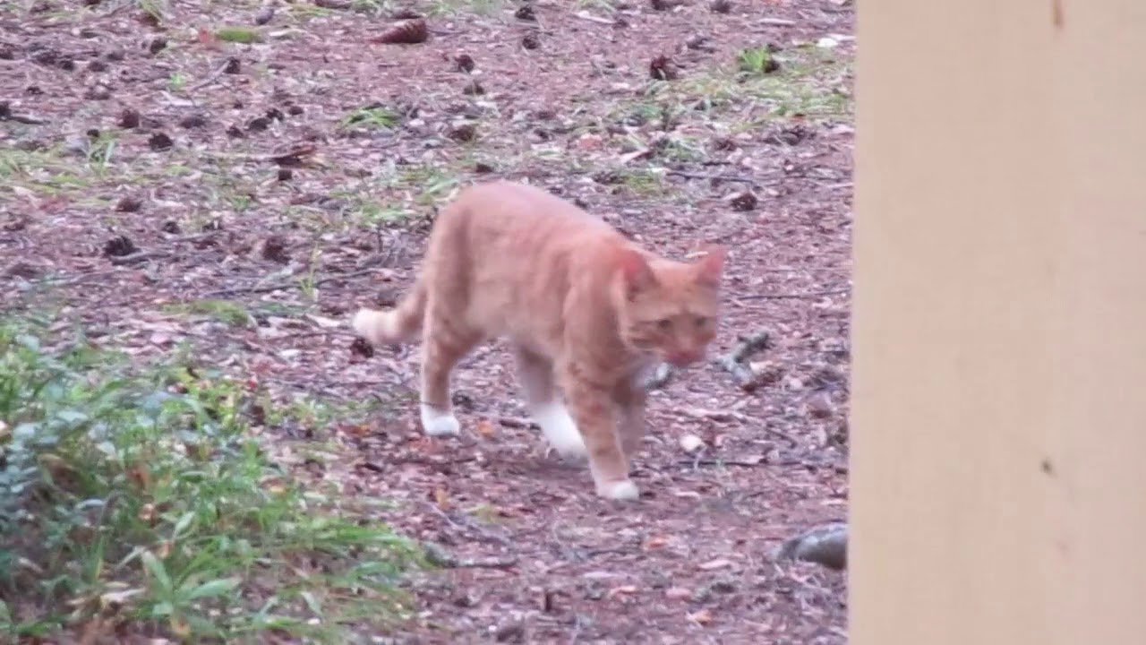 Yyteri Camping ja Spa Hotel, 25 8 2017 - YouTube