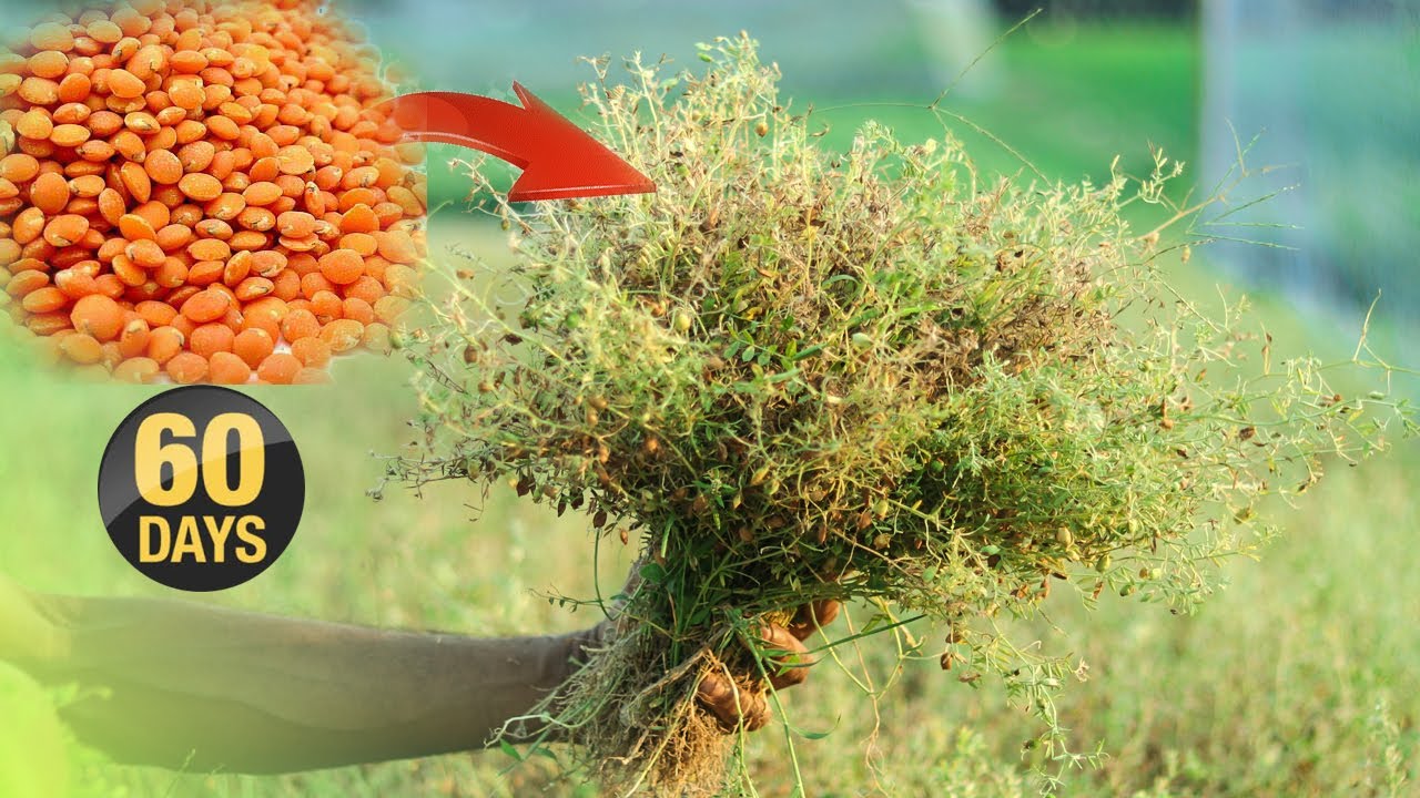 Growing Red Gram From Seeds Till Harvest | Red Gram Harvesting In 60 ...