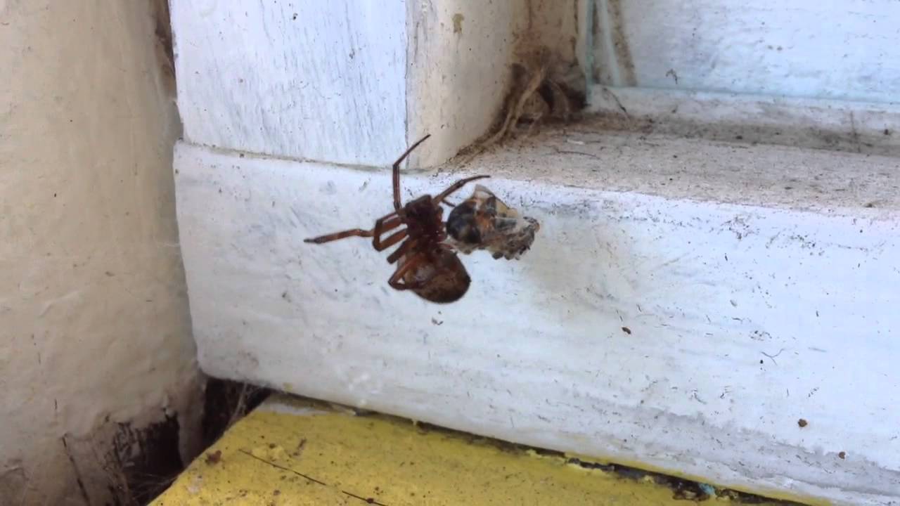 Spider vs. Bee - YouTube