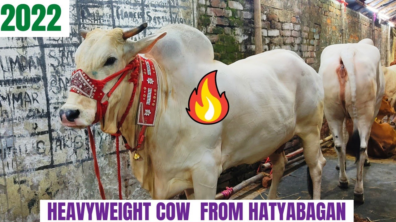 MOST BIGGEST AND BIG HUMP COW FROM PATHAN CATTLE FARM #kolkatacow2022 ...