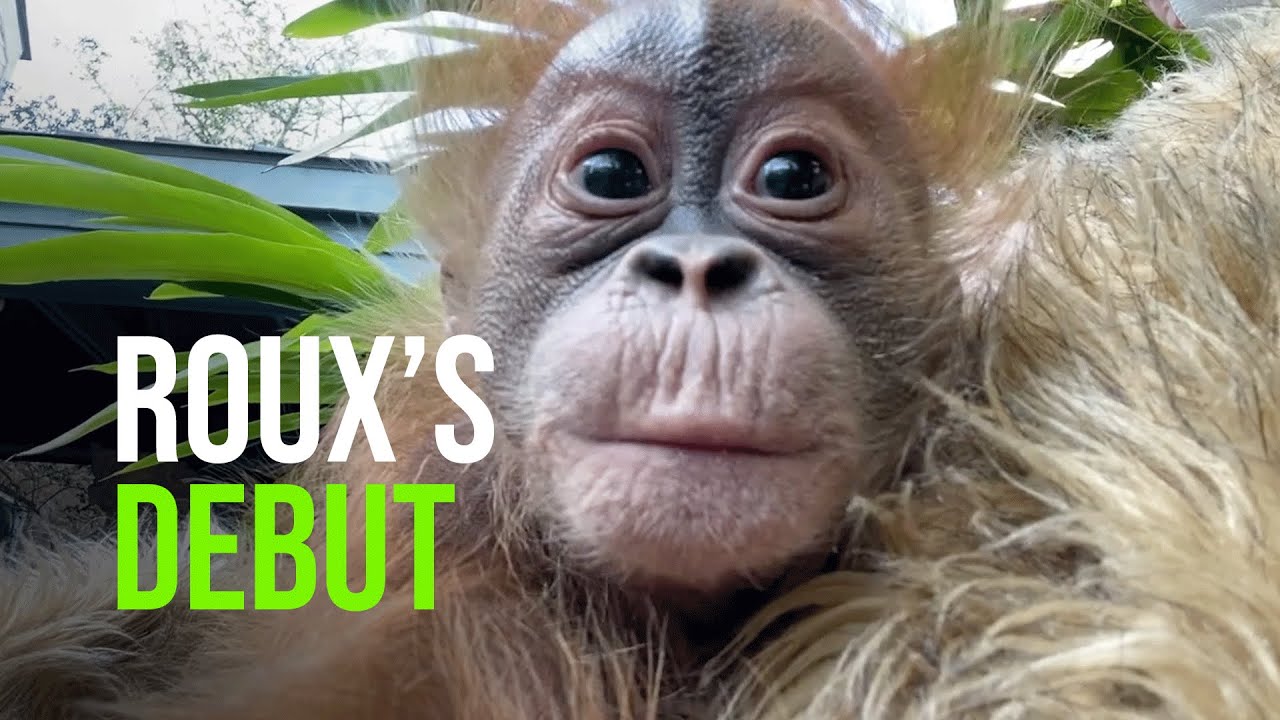 Roux’s Outdoor Debut at Audubon Zoo - YouTube