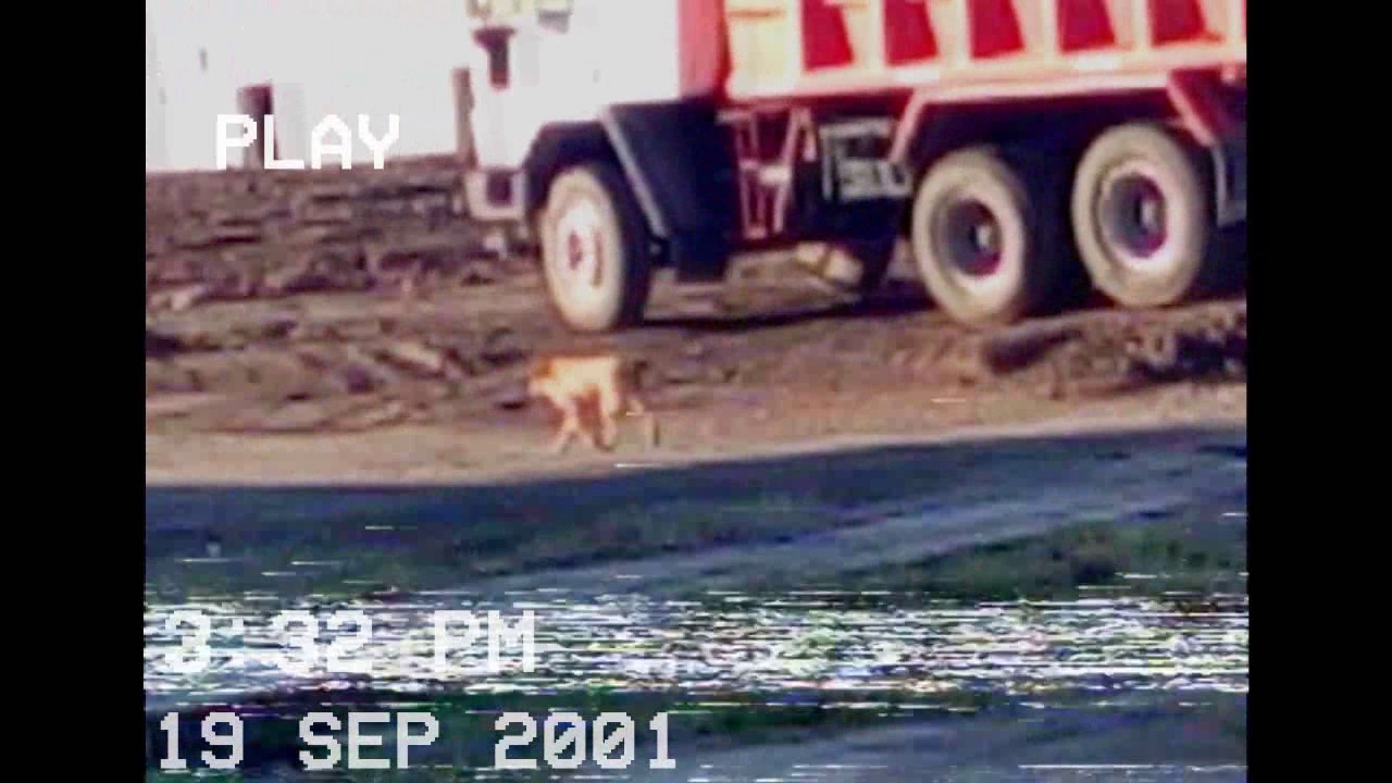 foie - bump - YouTube