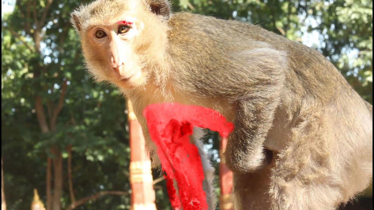 OMG...Very Sad Because they are sick Never Seen Before Monkey Video In ...